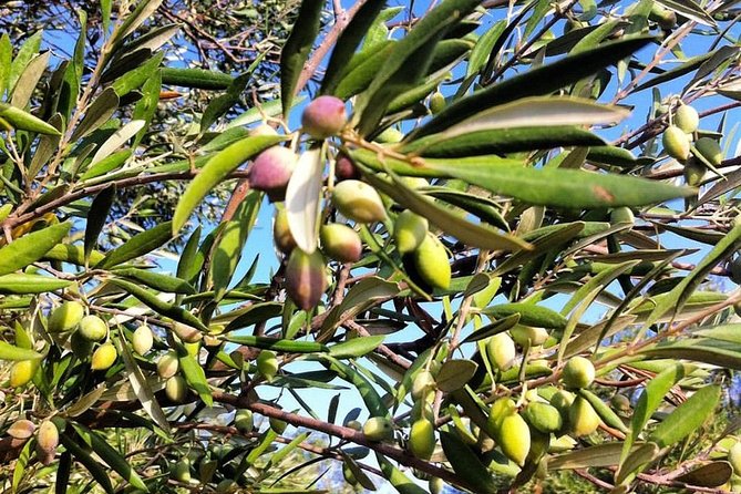 Semi Private Wine and Olive Oil Tour (Transfer & Lunch Incl.) - Importance of Small Group Settings