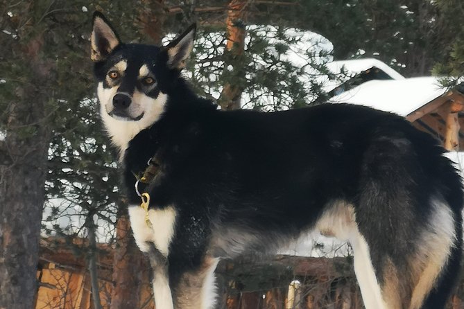 Sled Trip With Husky in the Alta Valley - The Exhilarating Sled Ride Through the Scenic Terrain