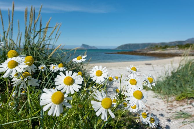 Small-group Arctic Landscapes Sightseeing Review - Dining and Picnic Experiences