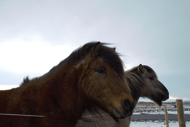 Small-Group Golden Circle Full-Day Tour From Reykjavik - Customer Feedback and Ratings