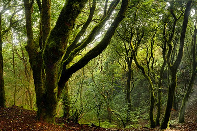 Small Group Guided Hiking in Anaga Rural Park in Tenerife - Transportation and Meeting Details