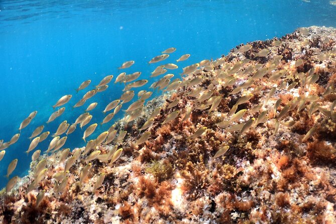 SNORKELING ADVENTURE | Pula Boat - Why Choose This Snorkeling Adventure