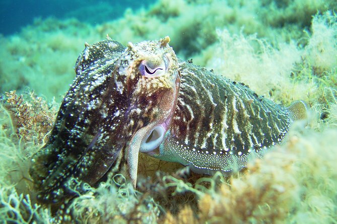 Snorkeling Adventure Trip - Safety and Preparation