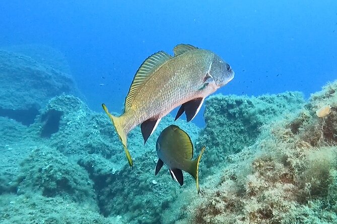 Snorkeling in the Marine Protected Area of Capo Carbonara - Booking Information