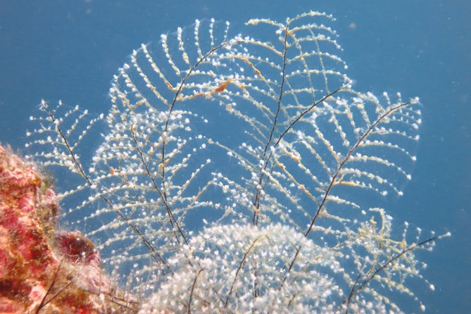 Snorkeling Tour Coast to Coast Taormina & Isola Bella - Tour Duration and Equipment