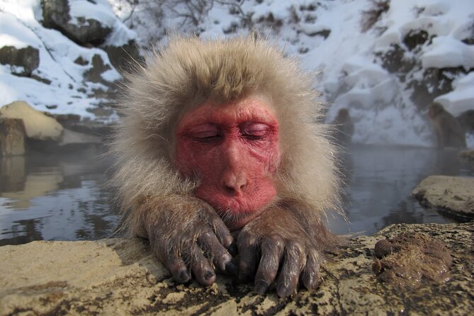 Snow Monkey and Shibu Onsen Afternoon Group Tour From Myoko Kogen - Visiting the Snow Monkey Park