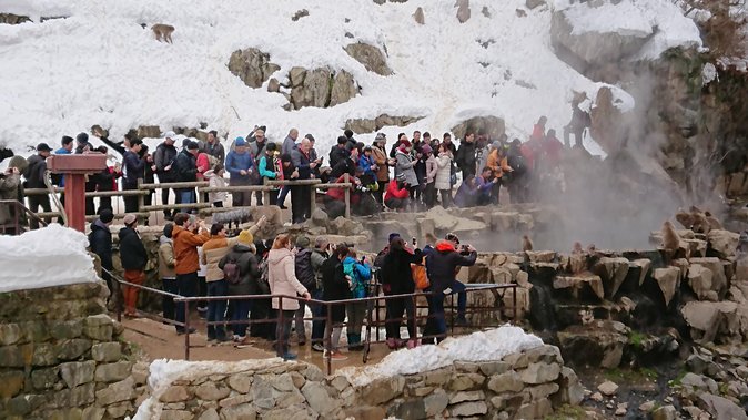 Snow Monkey, Shiga Kogen Roman Museum With Lunch Buffet - What to Expect