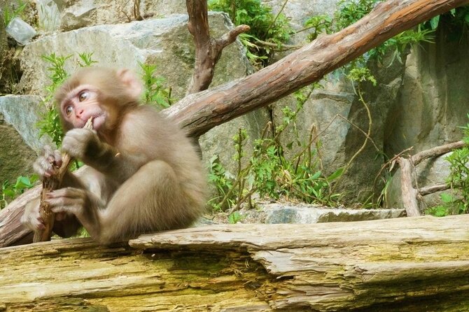 Spring Only) 1-Day Snow Monkeys & Cherry Blossoms in Nagano Tour