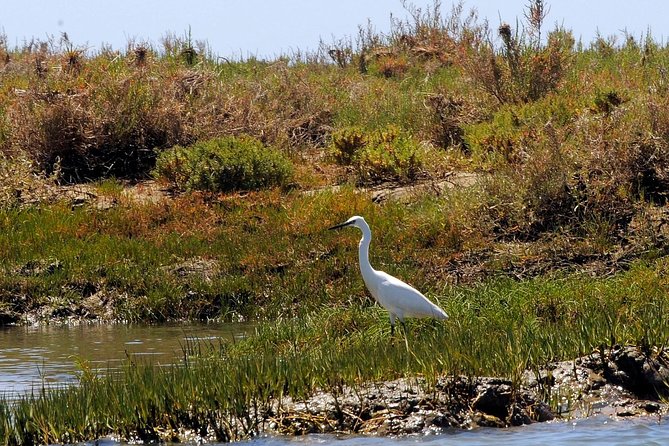 Sunset Boat Trip of Ria Formosa: an Eco-Friendly Tour Out From Faro - Pricing and Booking Information