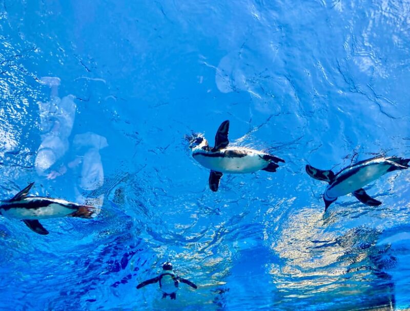 Tokyo : Aquarium Backyard Tour and Tokyo View Observatory - Viewing Tanks From Above