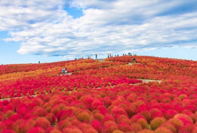 Tokyo: Ibaraki Shrine, Seafood Market & Flower Sea Day Tour - Nakaminato Fish Market