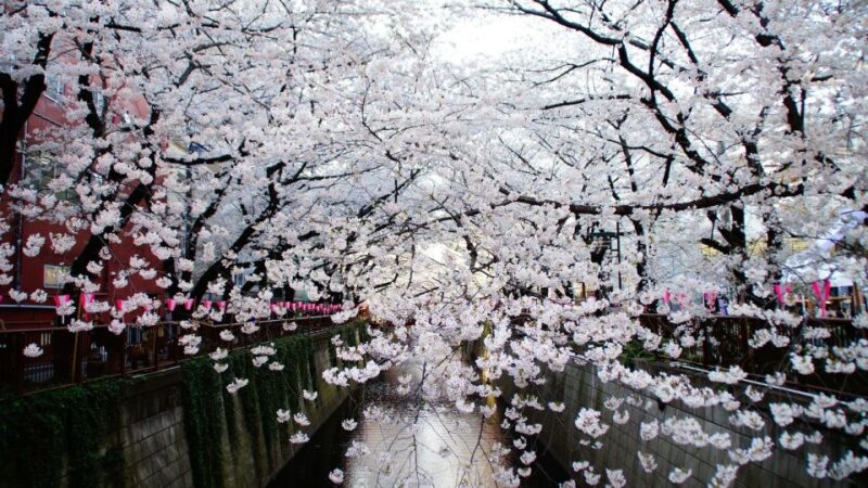 Tokyo: Private Cherry Blossom Experience - Accessibility and Customization