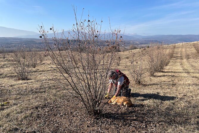 Truffle Hunting in Kyustendil - Exploring the Flavors of Bulgarian Wine and Rakia