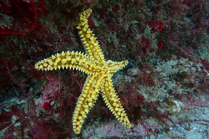 Try Scuba Diving in Arrabida Natural Park Review - Meeting and Pickup Details