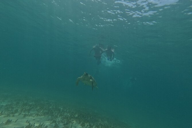 Turtle Watching in Cyprus - Traveler Reviews and Feedback