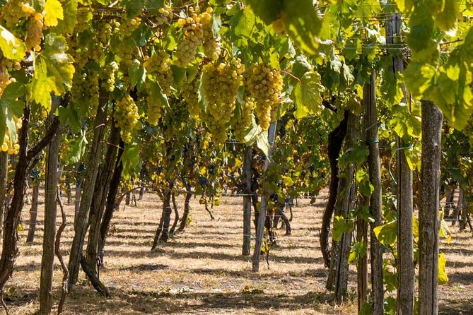 Vesuvius & Vineyard Select From Sorrento - Hassle-Free Transportation Details