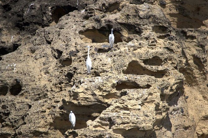 Vila Franca Islet Off-coast Nature Reserve Tour - Wildlife Sightings