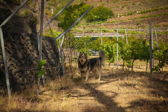 Visit to Arafo Mountain Vineyard and Organic Wine Tasting - Bringing Arafo Wines Home