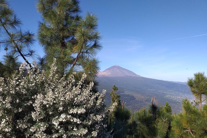 Volcano Teide National Park And North Of The Island VIP TOUR - Tour Experience and Reviews