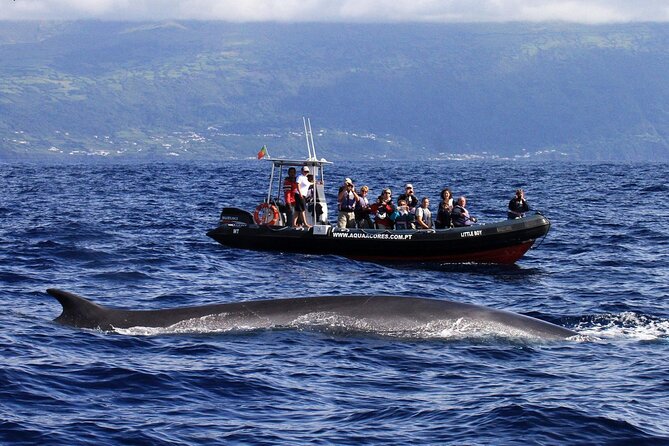Whale and Dolphin Watching in Pico Island - Half Day - Highlights and Sightings