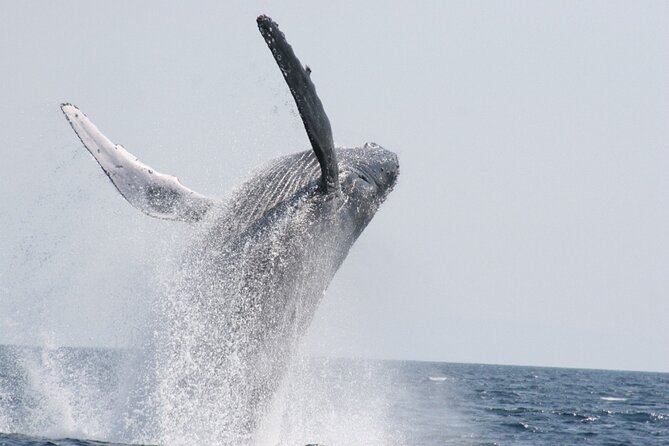 Whale Watching in Okinawa - What to Bring and Wear