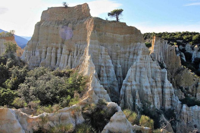 Wild Organs: Grand Landscape, Plants, Geology, Birdsongs - The Birdsong Symphony