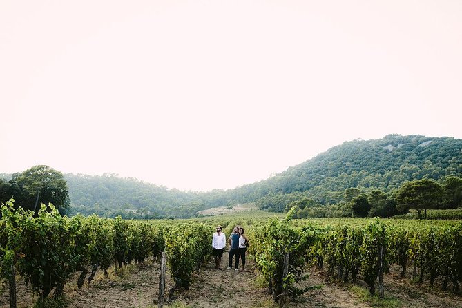 Winetour & Food Experience in Pic St Loup - Highlights of the Experience