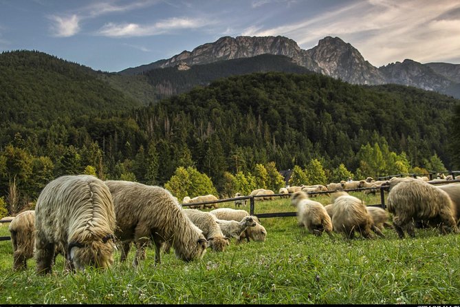 Zakopane & Thermal Springs: Private Tour - Customer Feedback