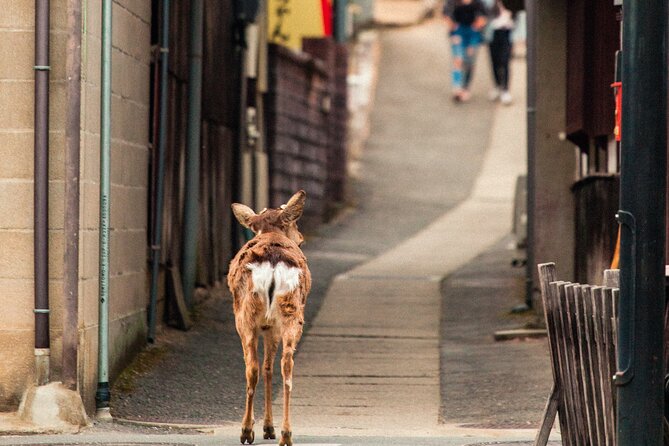 1-Day Private Sightseeing Tour in Hiroshima and Miyajima Island - Guided Insights and Personal Narratives