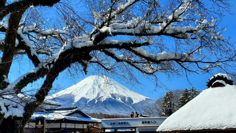 2 Days Tour: Mt. Fuji & Hakone GREEN NUMBER PLATES - Pickup and Communication