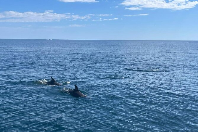 2-Hour Excursion in Search of Dolphins/Drinks and Snacks - Dolphin Sightings and Factors