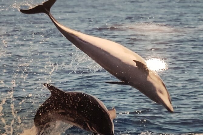 2 Hour Trip to See Whales Dolphins Puerto Colon Adeje - Multilingual Tour Crew