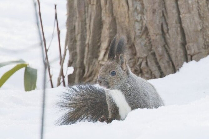 3 Hours Snowshoe Hike to Furepe Fall and Wildlife Watching - Additional Considerations
