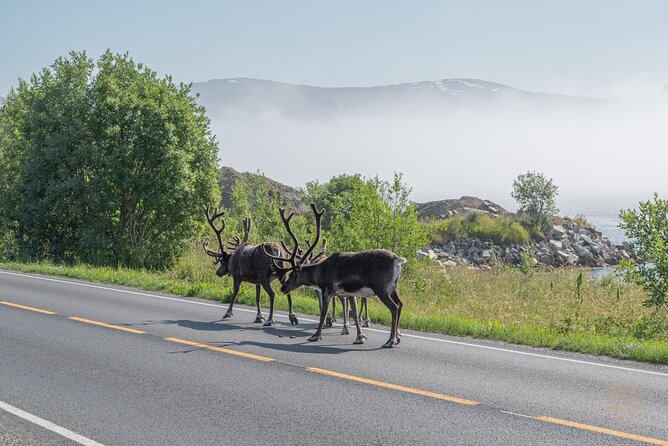 Arctic Roadtrip: Fjords With Scenic Picnic | Private - Natural Wonders of the Arctic