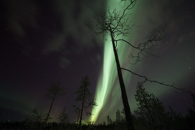 Aurora Borealis Picnic in Rovaniemi - Traveler Reviews and Feedback