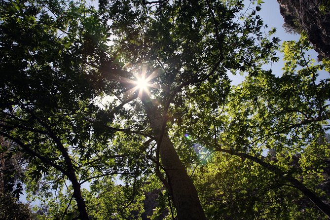 Beauty, Nature and Charm of Troodos Mountains From Paphos - Savoring Local Wines: A Tasting Experience