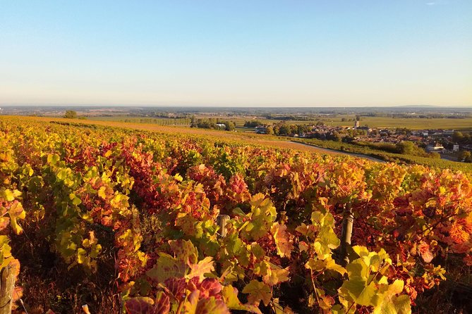 Burgundy Grand Crus Route Day Tour - 14 Wines Tastings in Domains - Culinary Delights of Burgundy
