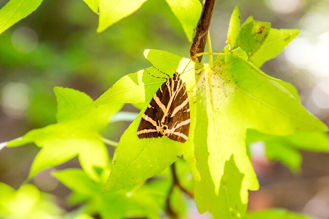 Butterfly Valley and Seven Springs Valley Self-guided Transfer - Customer Experiences and Feedback