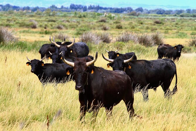 Camargue Small-Group Day Trip From Avignon - Visiting Saintes-Maries-De-La-Mer