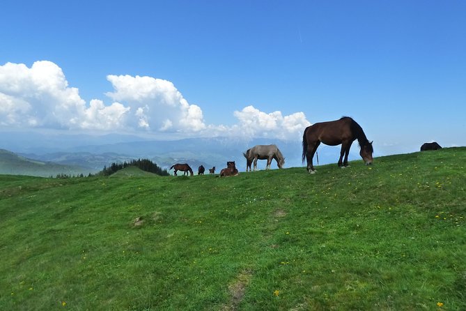 Carpathians in Romania: Bucegi Natural Park With Native Spanish Guide. - Tour Duration and Start/End Locations