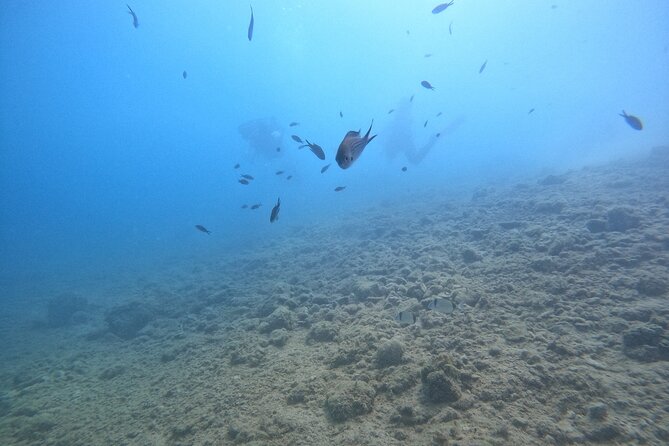 Chania Guided Snorkeling and Boat Excursion - Marine Life and Unique Snorkeling Spots