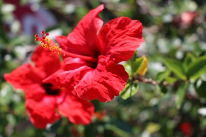 Chania Nature & Villages, White Mountains & Unique Cretan Lunch - Capturing Unforgettable Moments