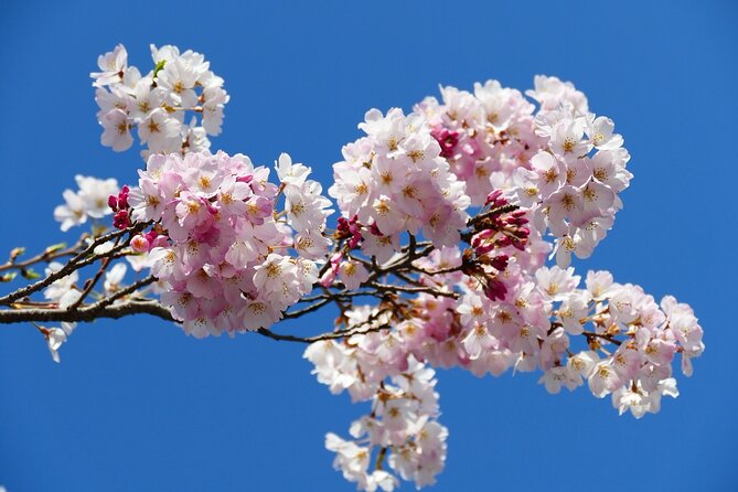 Cherry Blossom Private Tour - Customer Experiences
