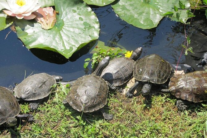 Corsica A Cupulatta Turtle Park Skip the Line Admission Ticket - Customer Reviews and Ratings
