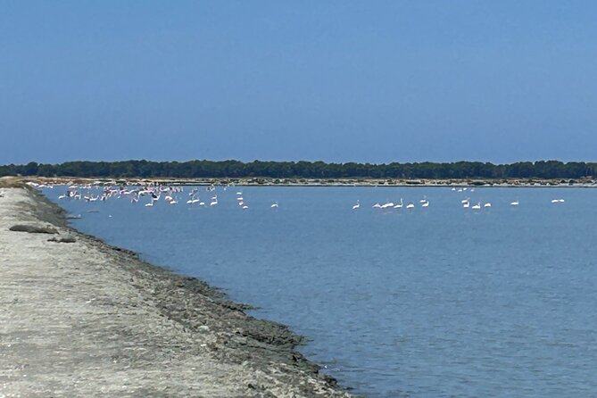 Day Tour of Apollonia Park, Vlore and Narta From Tirana&Durres - Exploring Apollonia Park