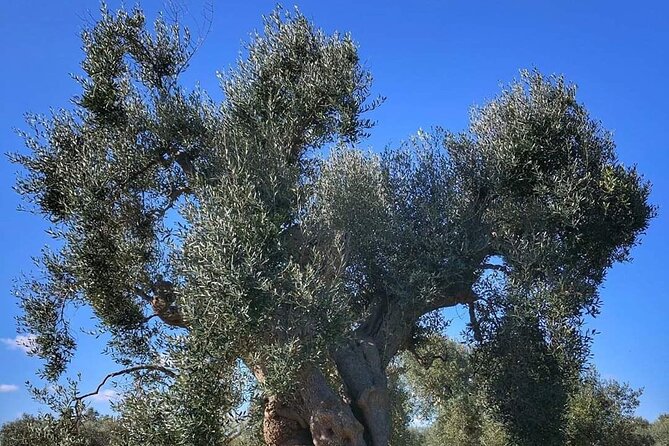 Day Tour of Bari, Alberobello, Matera - Exploring Alberobello and Matera