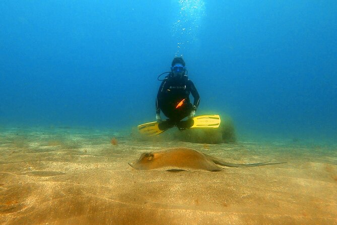 Discover Beginner Diving in Tenerife - Important Information for Divers