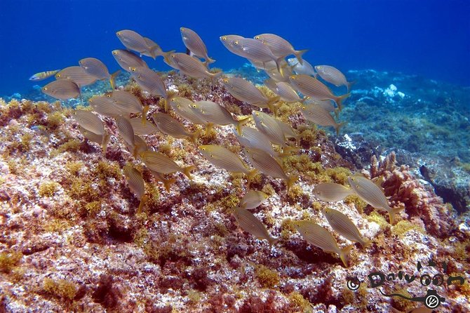 Discover Scuba Diving in Lanzarote (Costa Teguise) - Participant Requirements