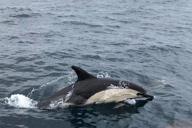 Dolphin Route - What to Expect During the Dolphin Route Tour