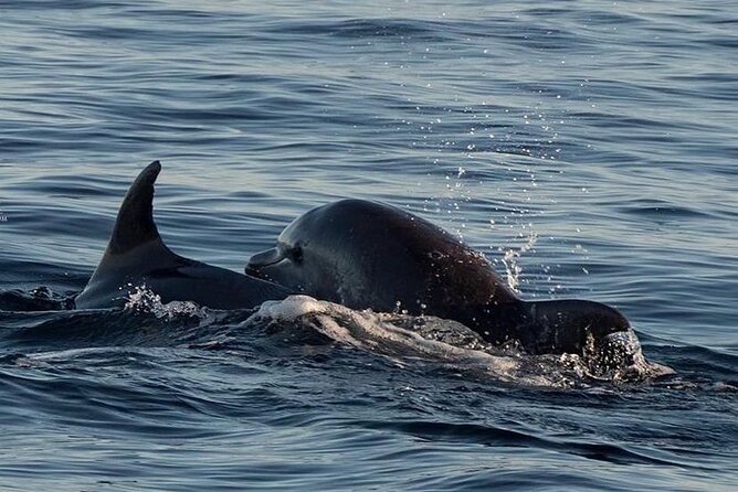 Dolphin & Sunset Tour With Brijuni Panorama - Dining Options and Onboard Amenities